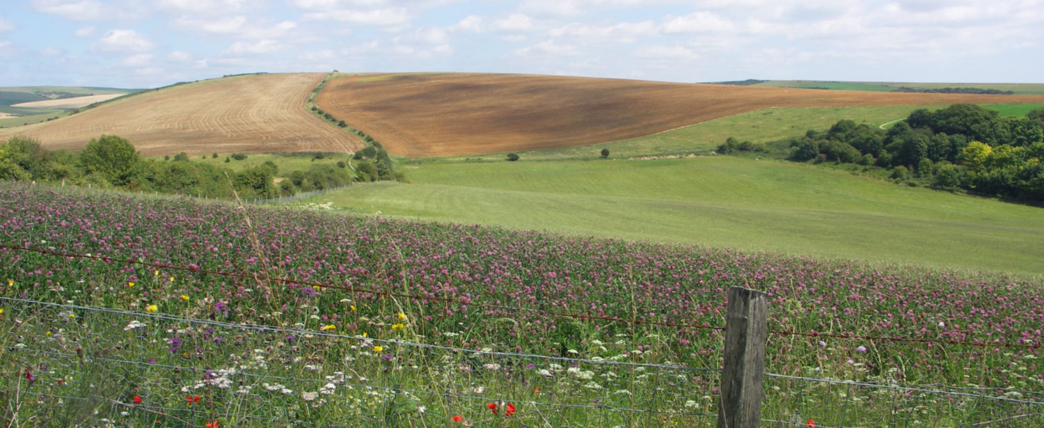 The George Ide 2023 weekend hike for Headway Sussex - Why?! | George ...